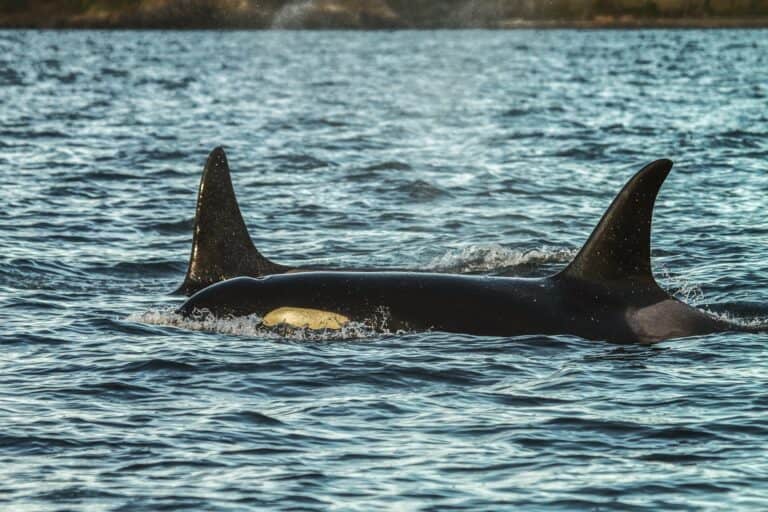 The Largest Orca Pod Ever Recorded Off the U.S. Coast - Animals Around ...