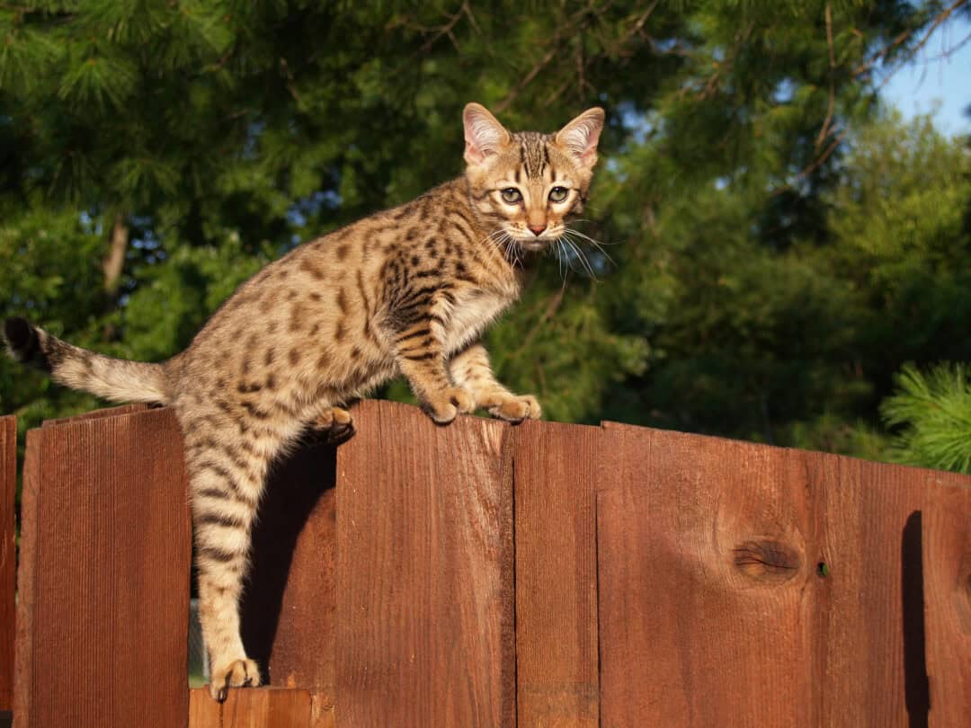 12 Most Intelligent Cat Breeds Ranked - Animals Around The Globe