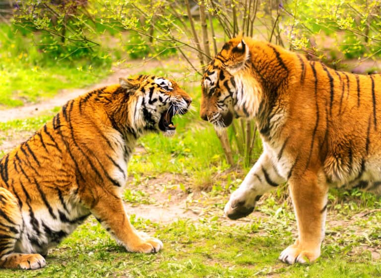 Runway Tiger Causes Chaos After Escaping From Mexican Zoo - Animals ...