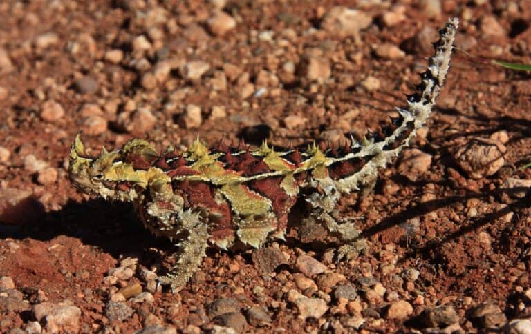 14 Cold-Blooded Creatures That Thrive in Heat - Animals Around The Globe