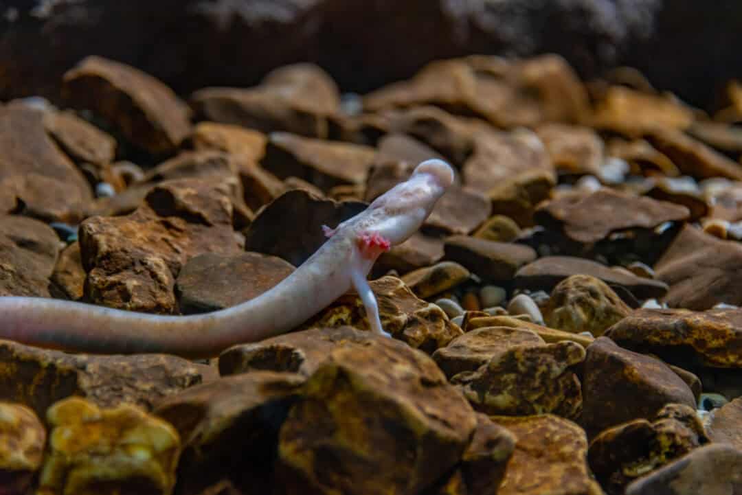 13 Creatures That Don Not Need Eyes to See - Animals Around The Globe