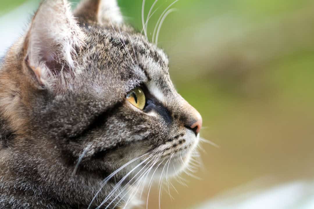 20 Common Cat Behaviors and What They Mean - Animals Around The Globe