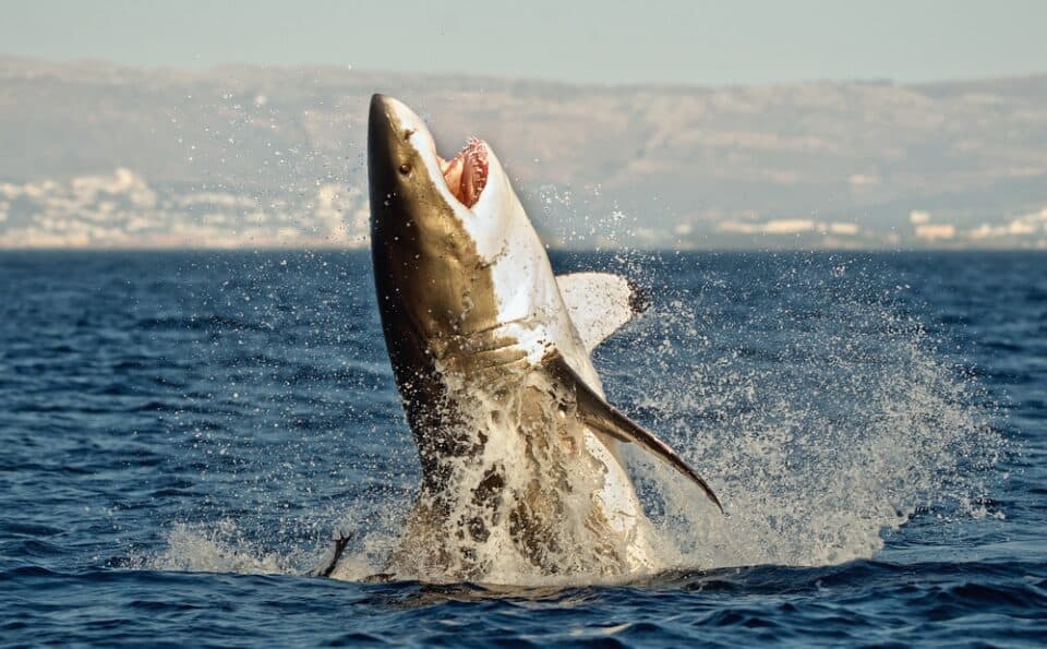 21 Animals Holding Guinness World Records - Animals Around The Globe