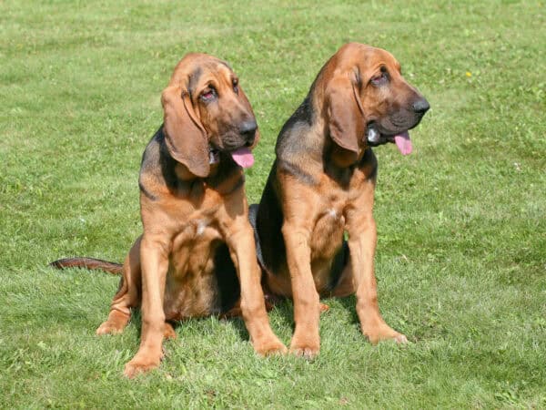 Exploring The Science Behind Dogs Resemblance and Personality To Their ...