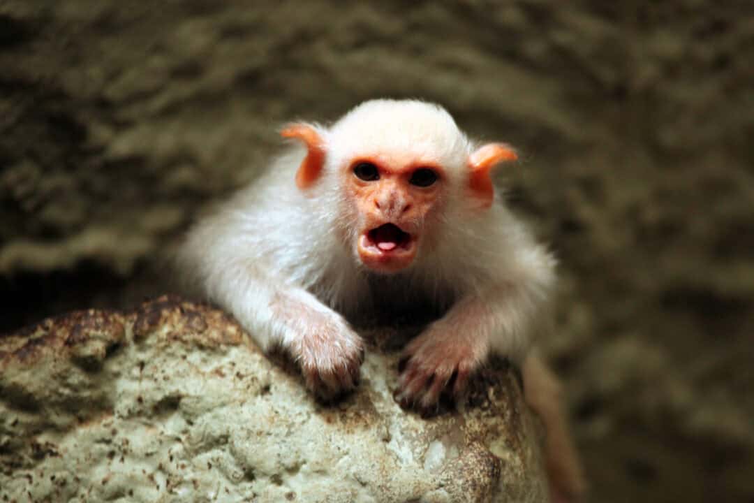 The Cutest Monkey Species on Our Planet - Animals Around The Globe