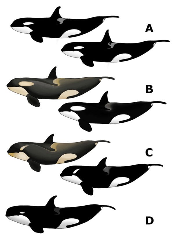 It's Hard to Believe, But It Really Happened, a New Species of Orca Is ...
