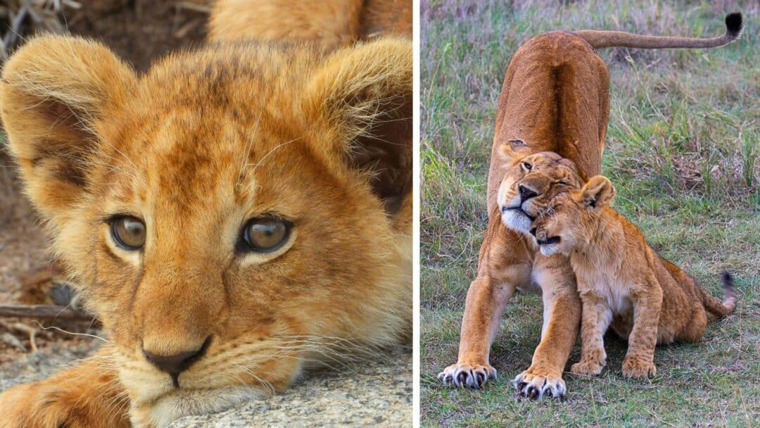 8 Lion Cub Sightings That Prove Why Seeing Them on a Safari Should Be ...