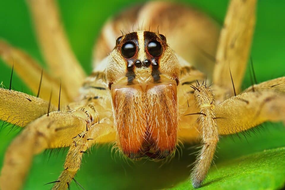 15 Common House Spiders and How to Identify Them - Animals Around The Globe