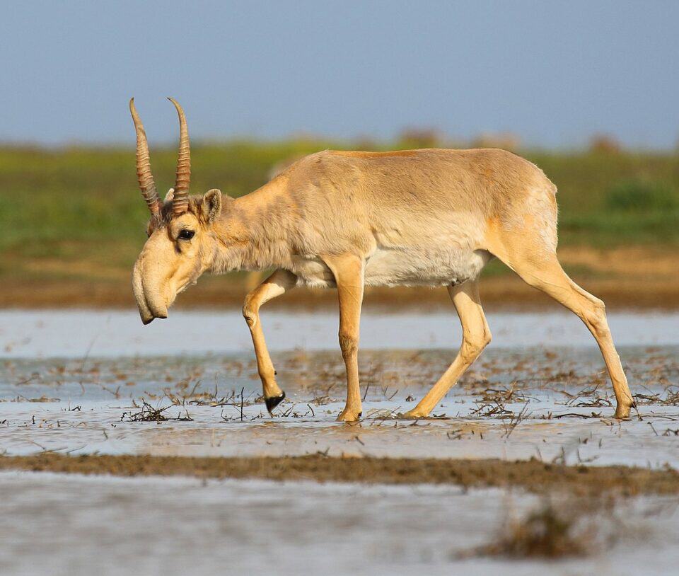 15 Animals and Wildlife that Start with S - Animals Around The Globe