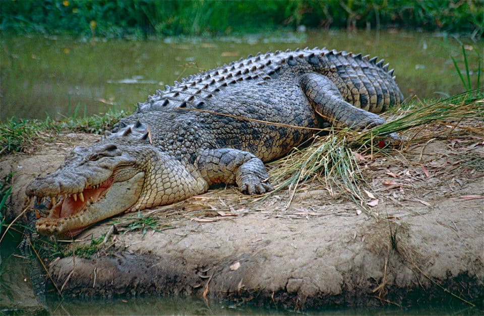 21 Animals Holding Guinness World Records - Animals Around The Globe