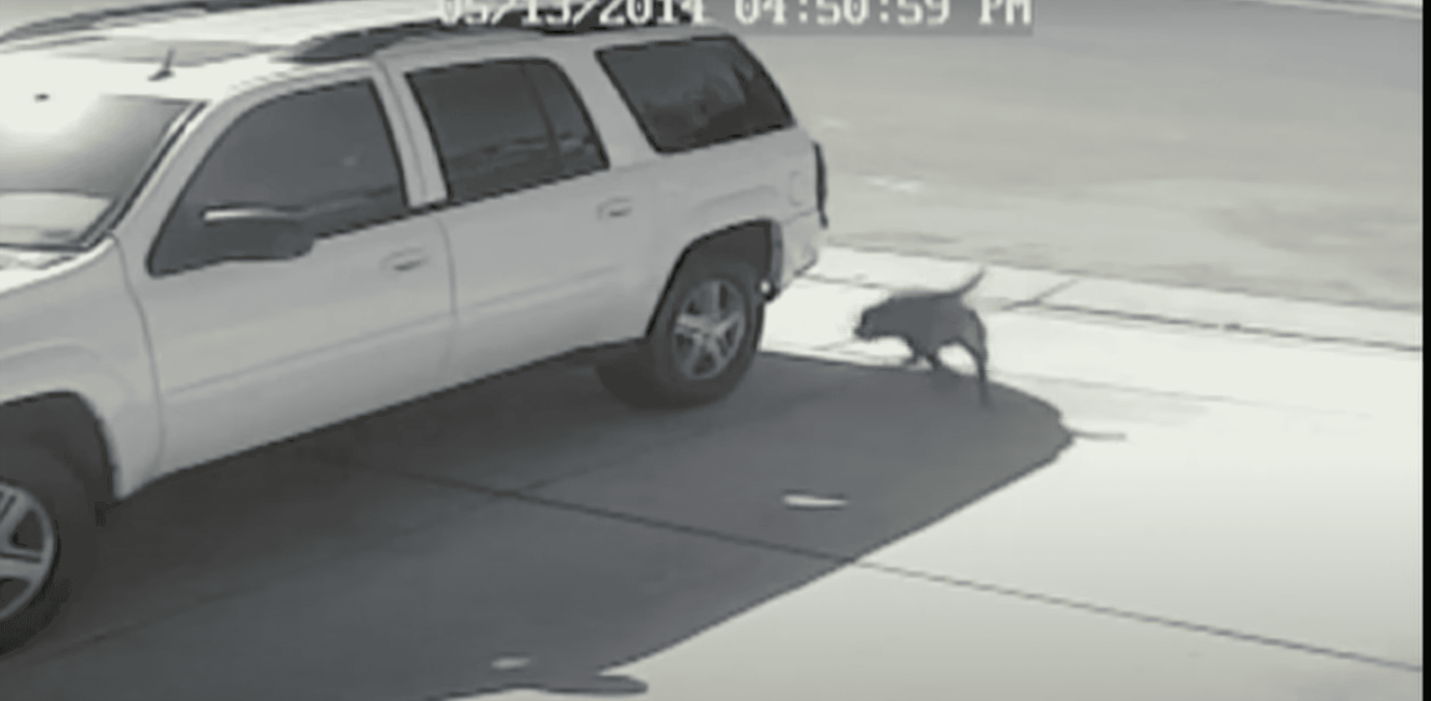 Super Cat Saves Human Brother From Dog Attack In California - Animals ...