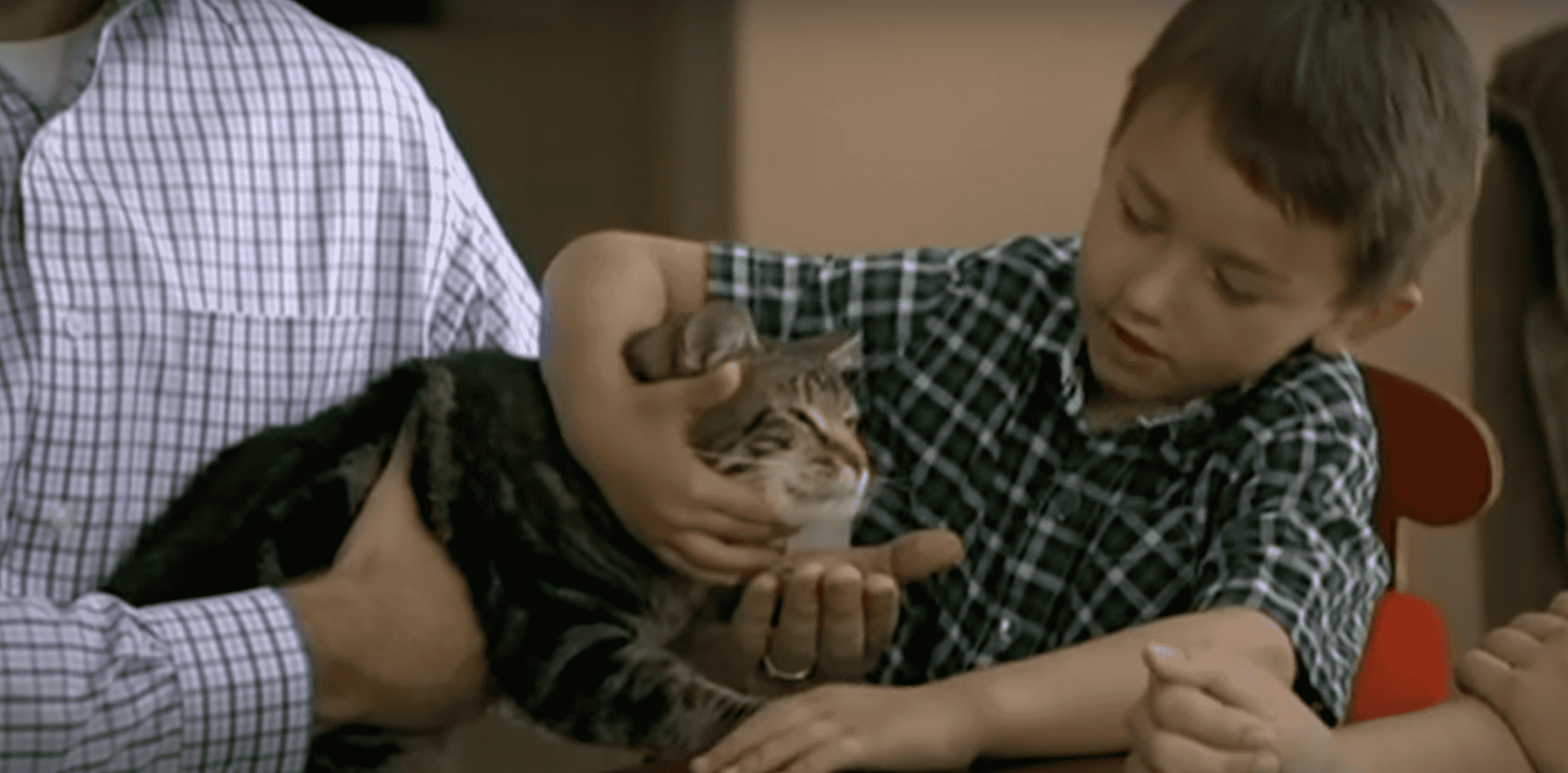 Super Cat Saves Human Brother From Dog Attack In California - Animals ...