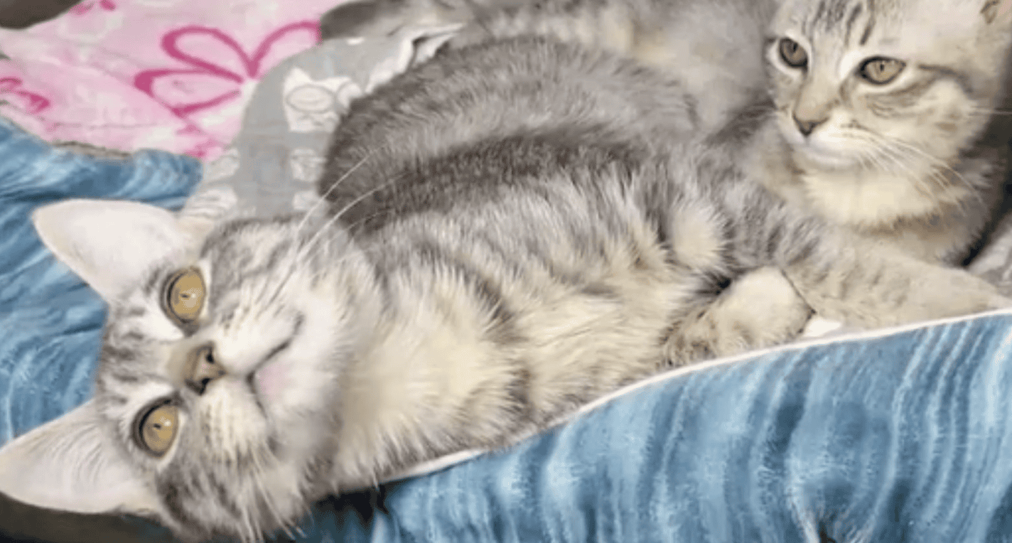 Construction Workers Discover Box and Saves Kittens From Grime-Ending ...