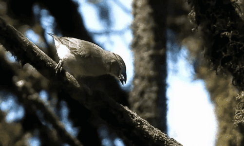 These Birds Use Tools More Complex Than We Thought
