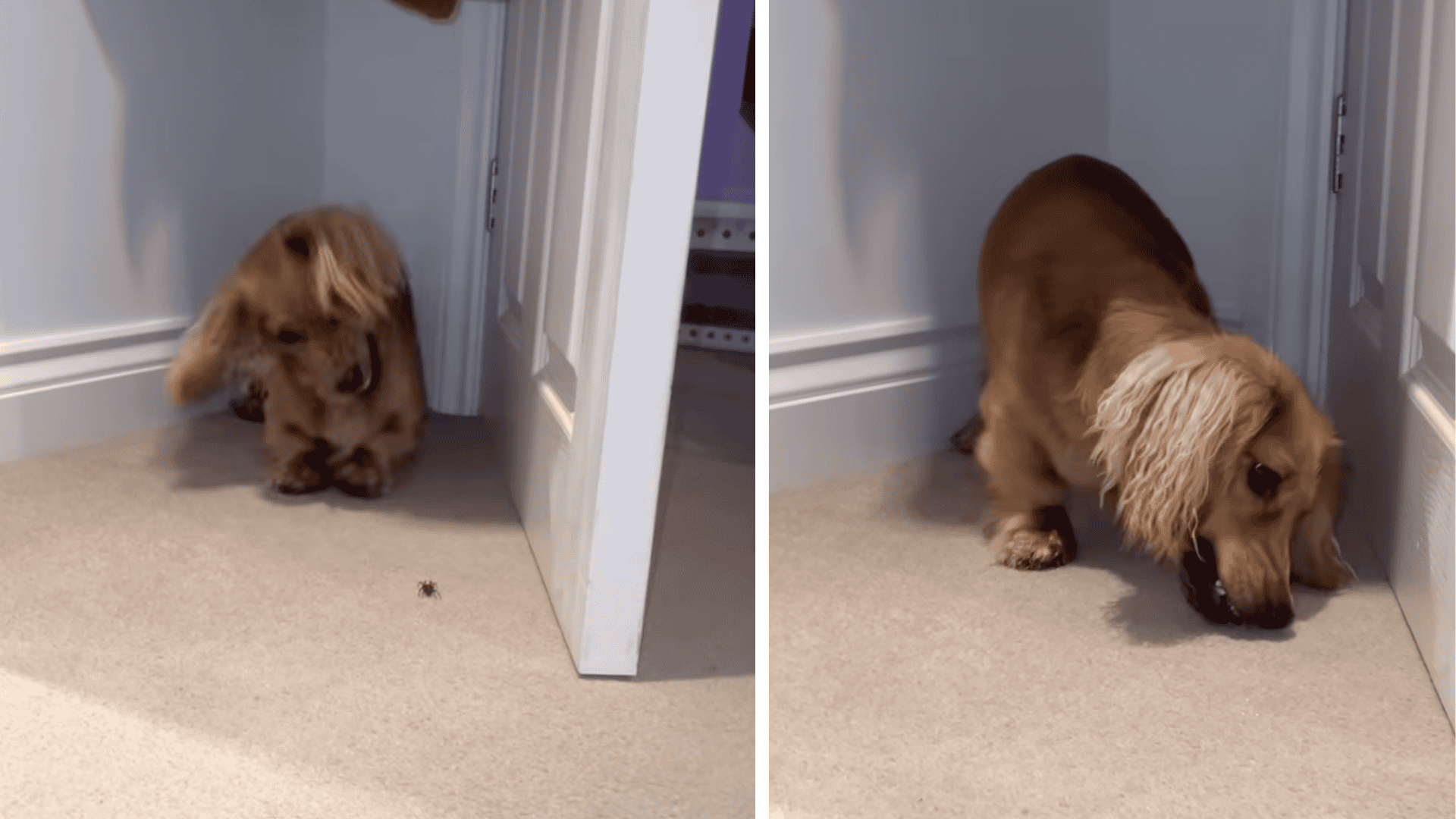 Dachshund Tries To Take On A Spider And Does Not Succeed - Animals ...