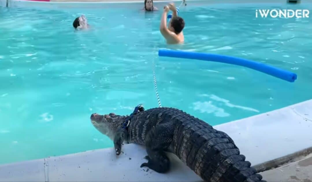 This Cuddly Alligator is a Licensed Emotional Support Pet - Animals ...