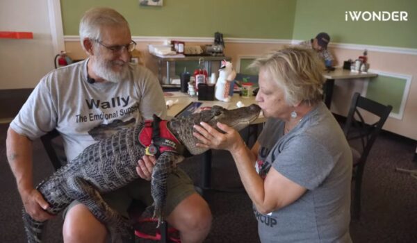 This Cuddly Alligator is a Licensed Emotional Support Pet - Animals ...