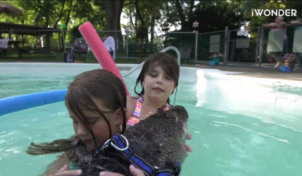 This Cuddly Alligator is a Licensed Emotional Support Pet - Animals ...