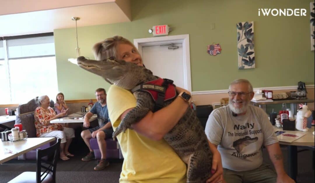This Cuddly Alligator is a Licensed Emotional Support Pet - Animals ...
