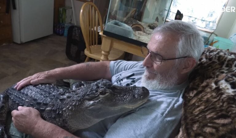 This Cuddly Alligator is a Licensed Emotional Support Pet - Animals ...