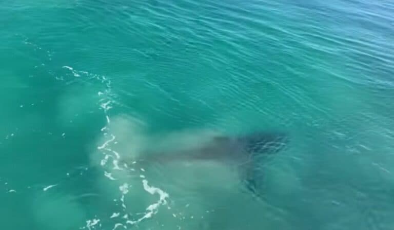 Surfers Share Wave with Great White Shark at Surfing Competition