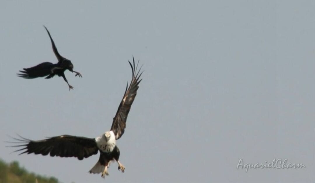 Massive Eagle Outmaneuvers A Crow - Animals Around The Globe