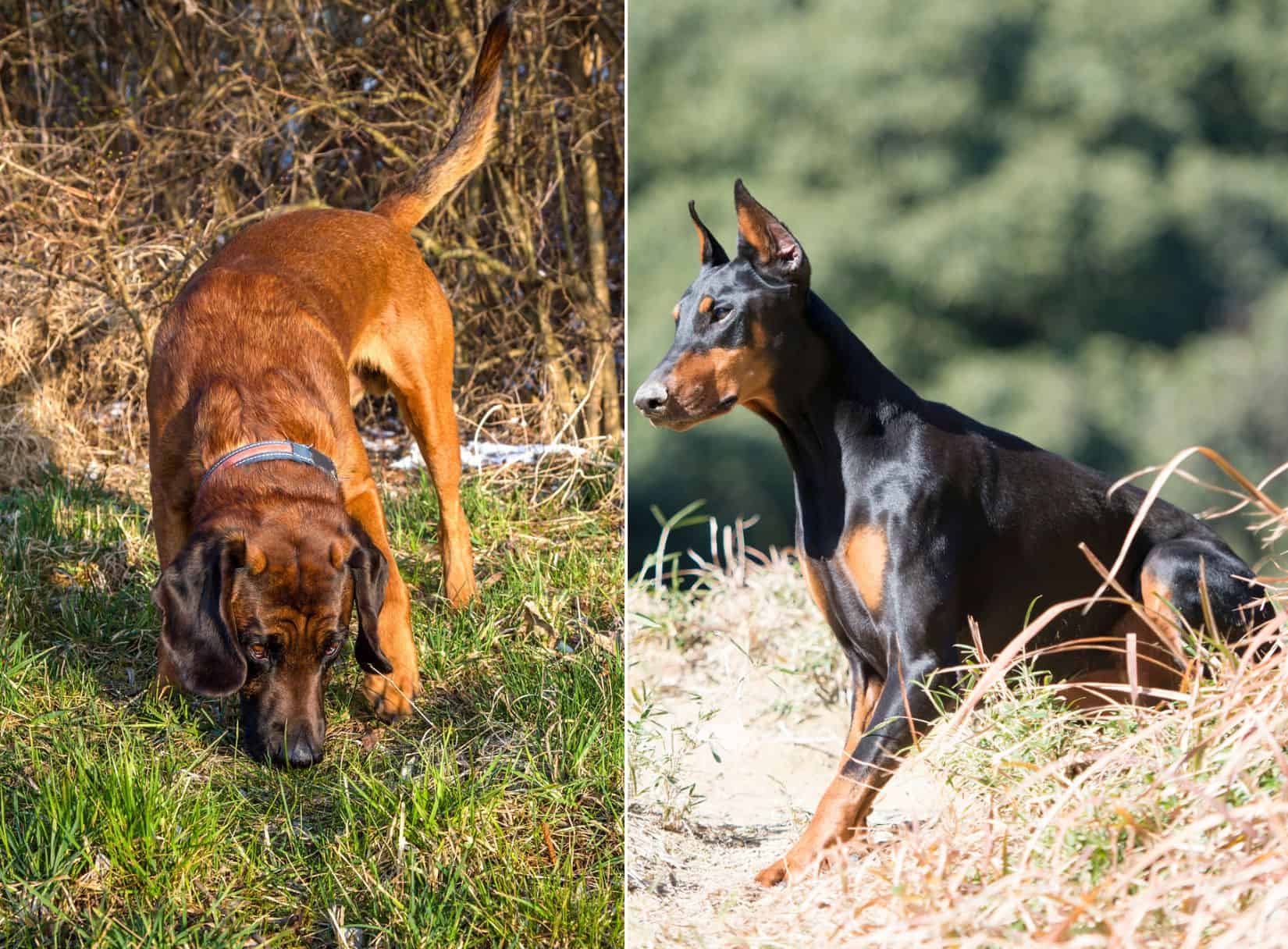 Importance of Dogs in Anti-poaching - Insights From A Game Ranger ...