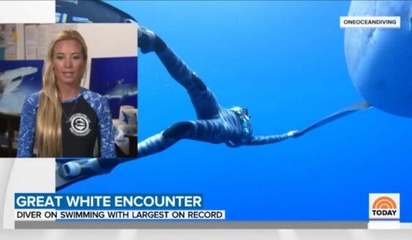 Diver Swims With Record Breaking Largest Great White - Animals Around ...