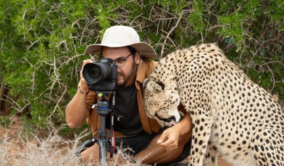 Cheetah’s Tender Embrace: A Photographer’s Unforgettable Moment ...