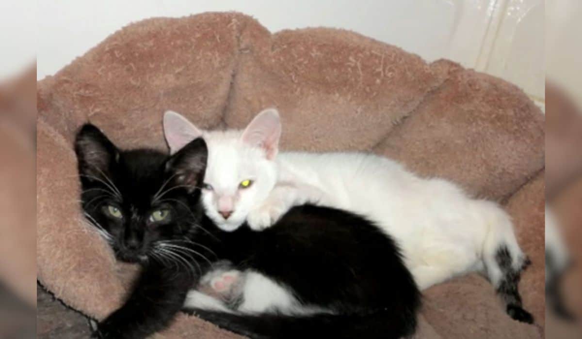 No One Can Hold This Special Cat Back from Her Dreams - Animals Around ...