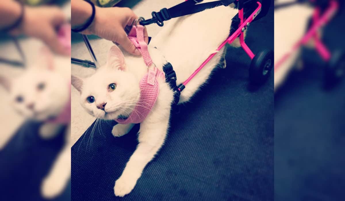 No One Can Hold This Special Cat Back from Her Dreams - Animals Around ...