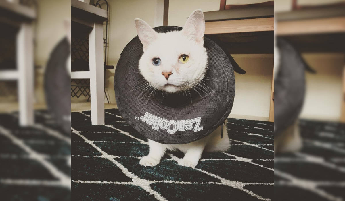 No One Can Hold This Special Cat Back from Her Dreams - Animals Around ...