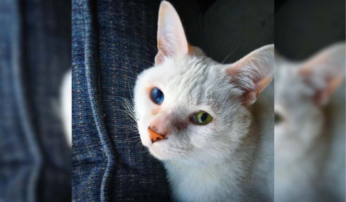 No One Can Hold This Special Cat Back from Her Dreams - Animals Around ...