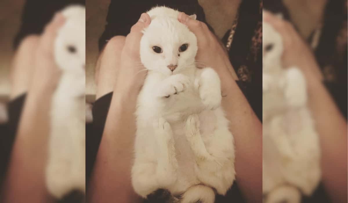 No One Can Hold This Special Cat Back from Her Dreams - Animals Around ...