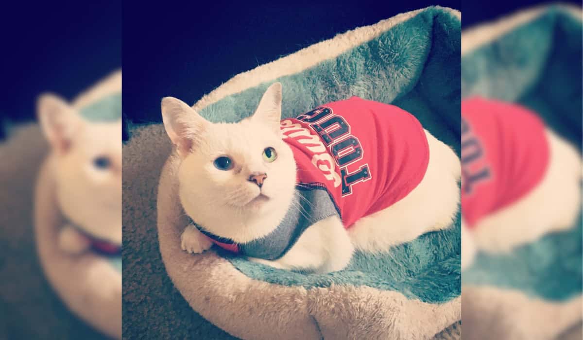 No One Can Hold This Special Cat Back from Her Dreams - Animals Around ...