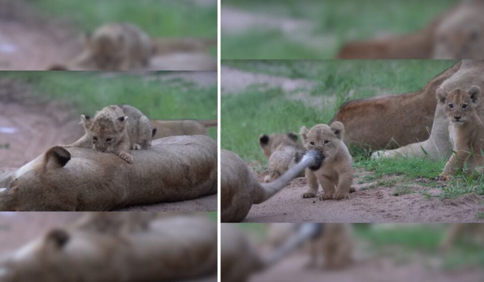 8 Lion Cub Sightings That Prove Why Seeing Them on a Safari Should Be ...