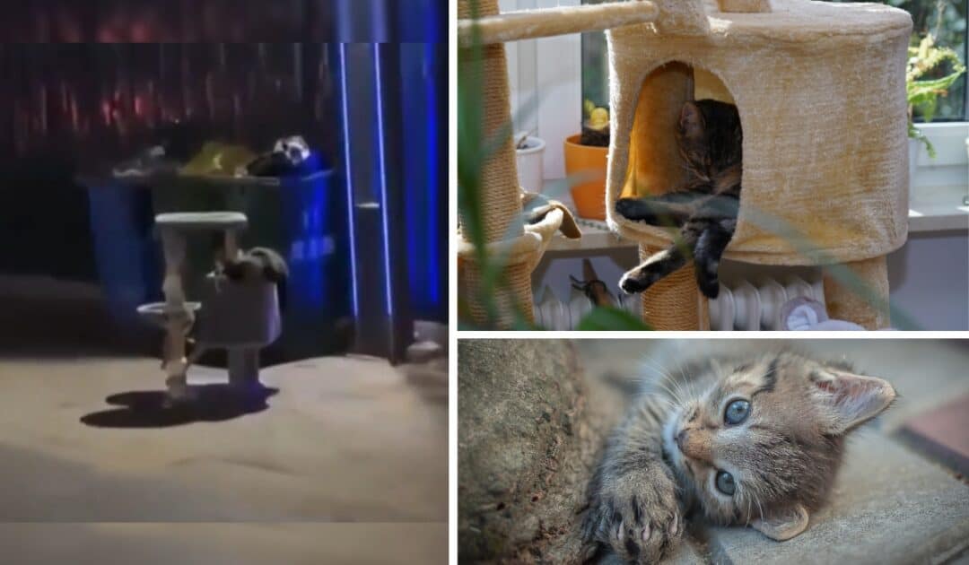 Stray Cat Discovers Joy in Discarded Cat Tree, From Dumpster to Delight ...