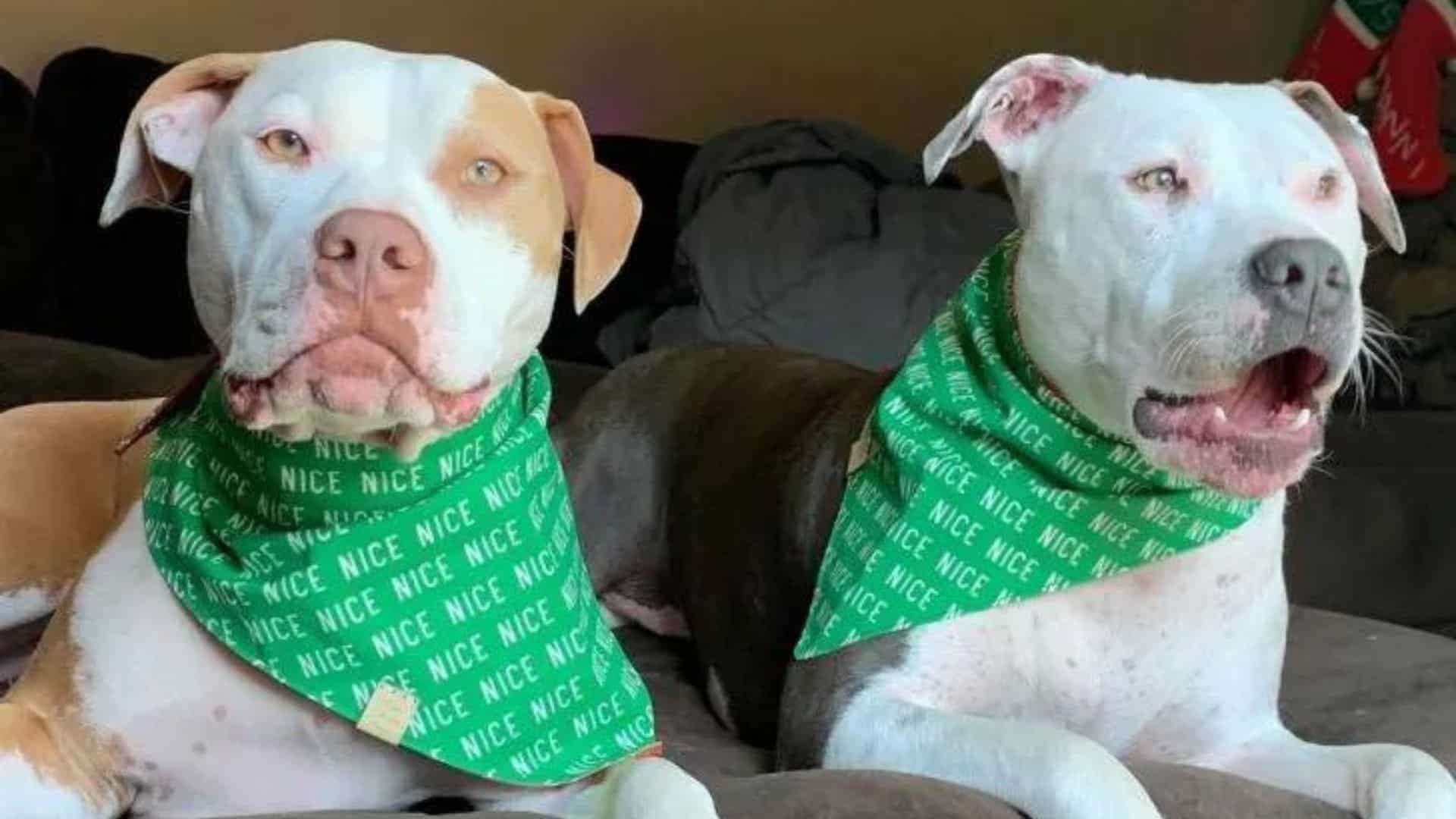 Pitbull Loves To Nap On Dad’s Shoulder - Even when She's Grown Up ...