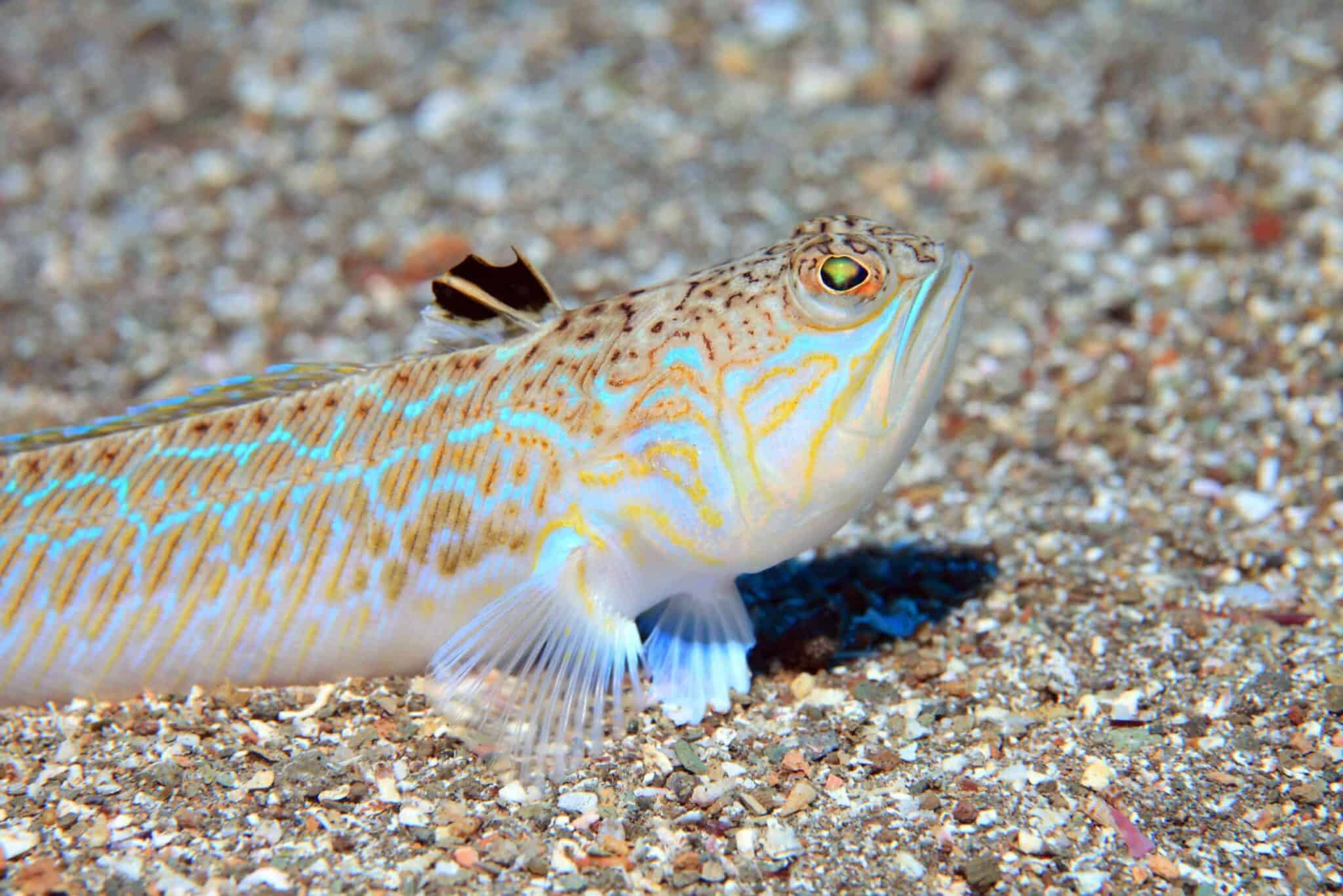 The Top 15 Most Venomous Marine Animals - Animals Around The Globe