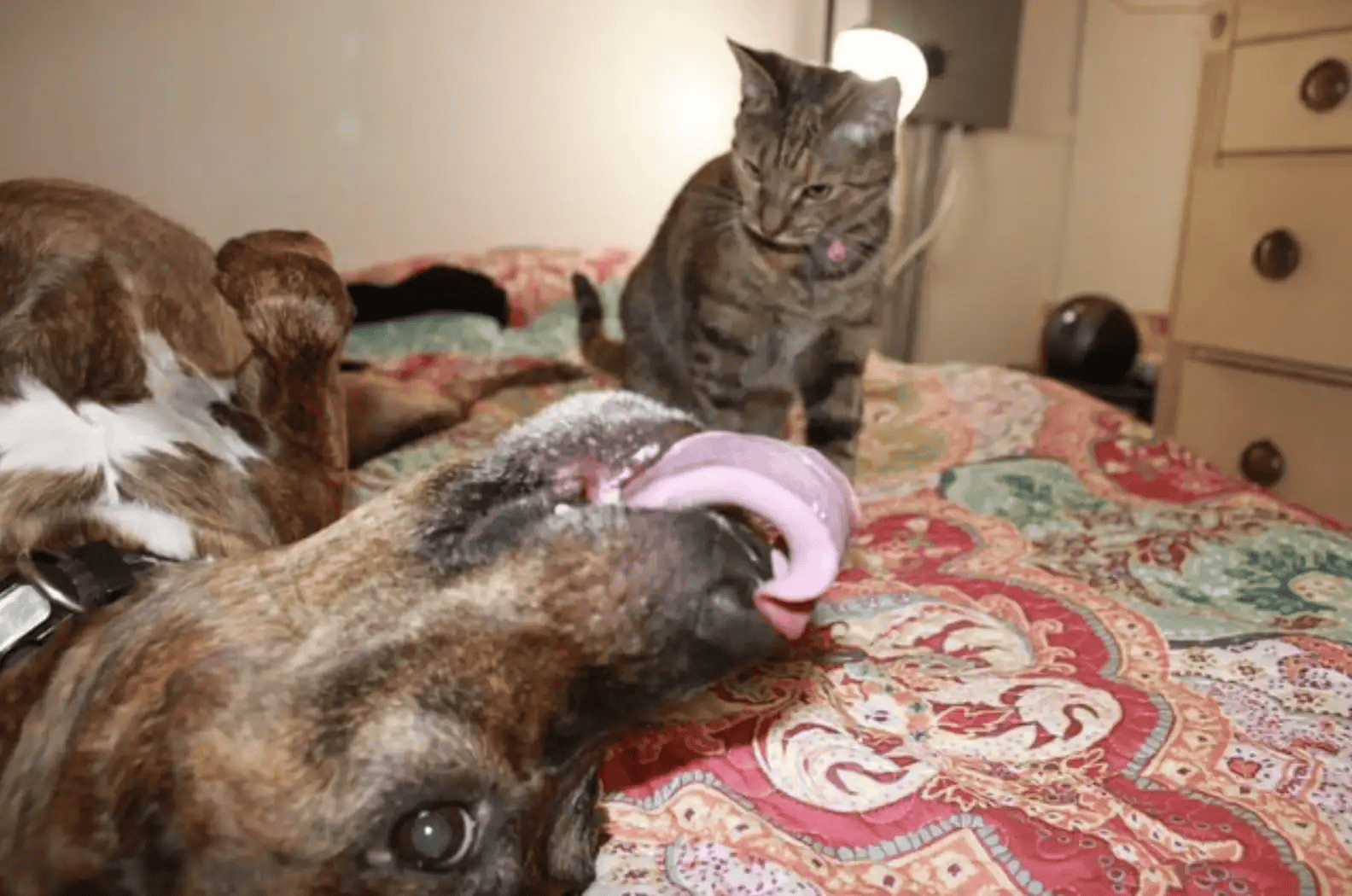 14-Year-Old Dog Has Special Nightly Ritual With Cat Best Friend ...