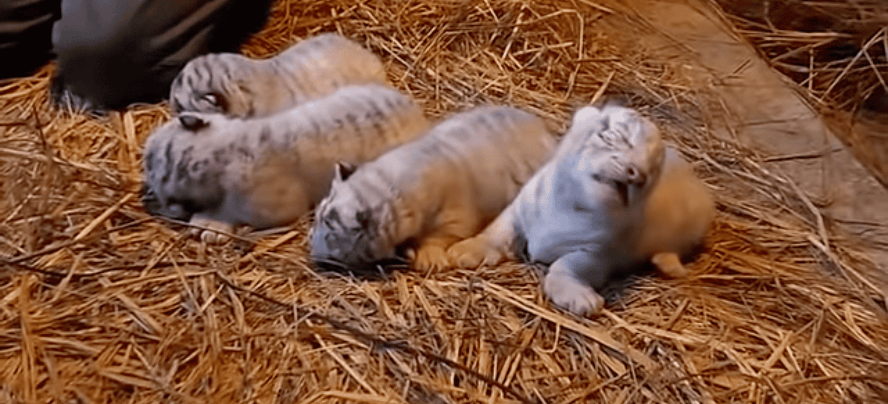 Four White Tiger Cubs Born At Japanese Zoo - Animals Around The Globe