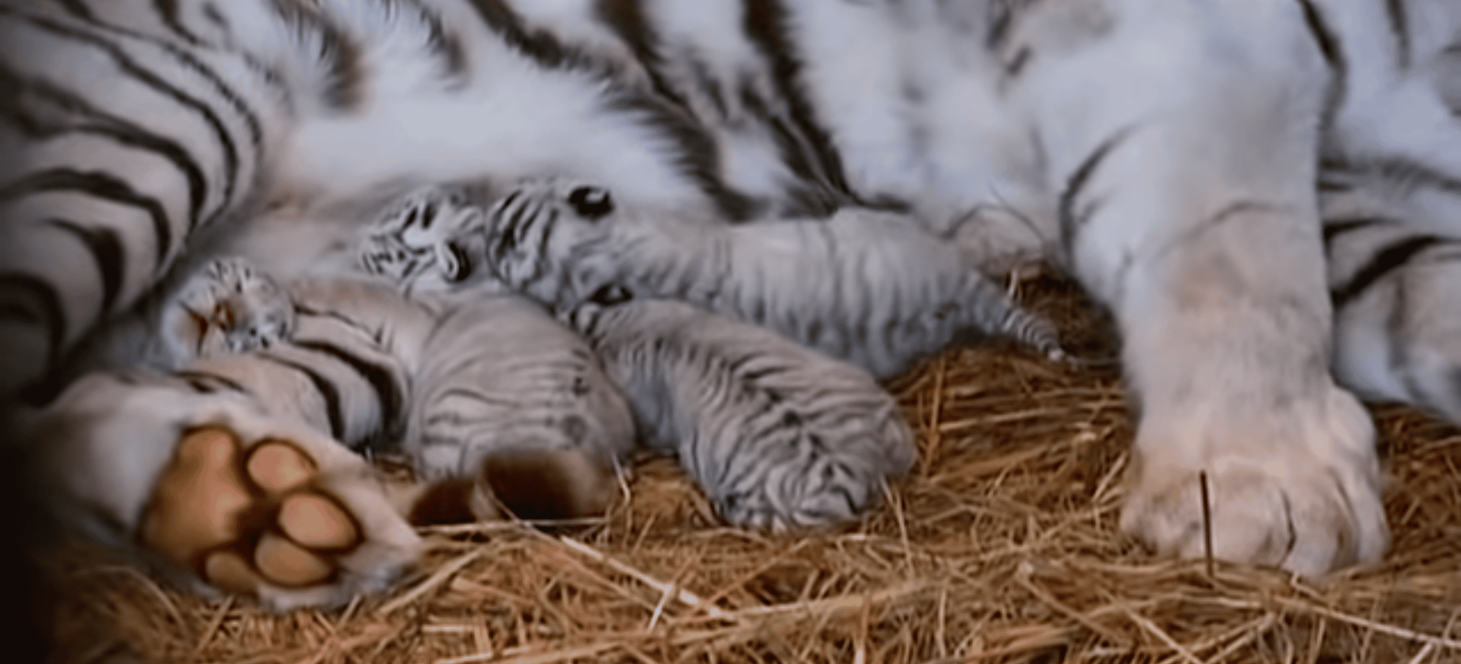 Four White Tiger Cubs Born At Japanese Zoo - Animals Around The Globe