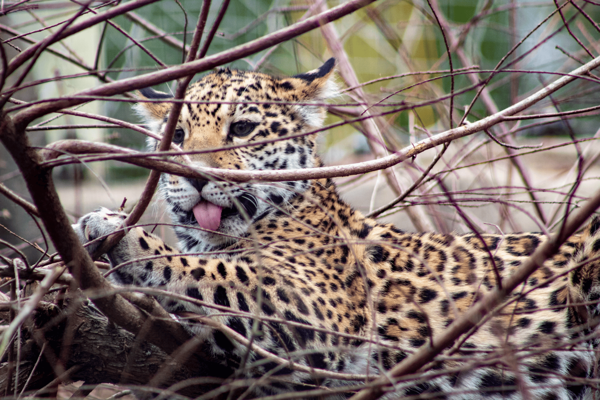 New Species of Wild Jaguar in Arizona, All the Details - Animals Around ...