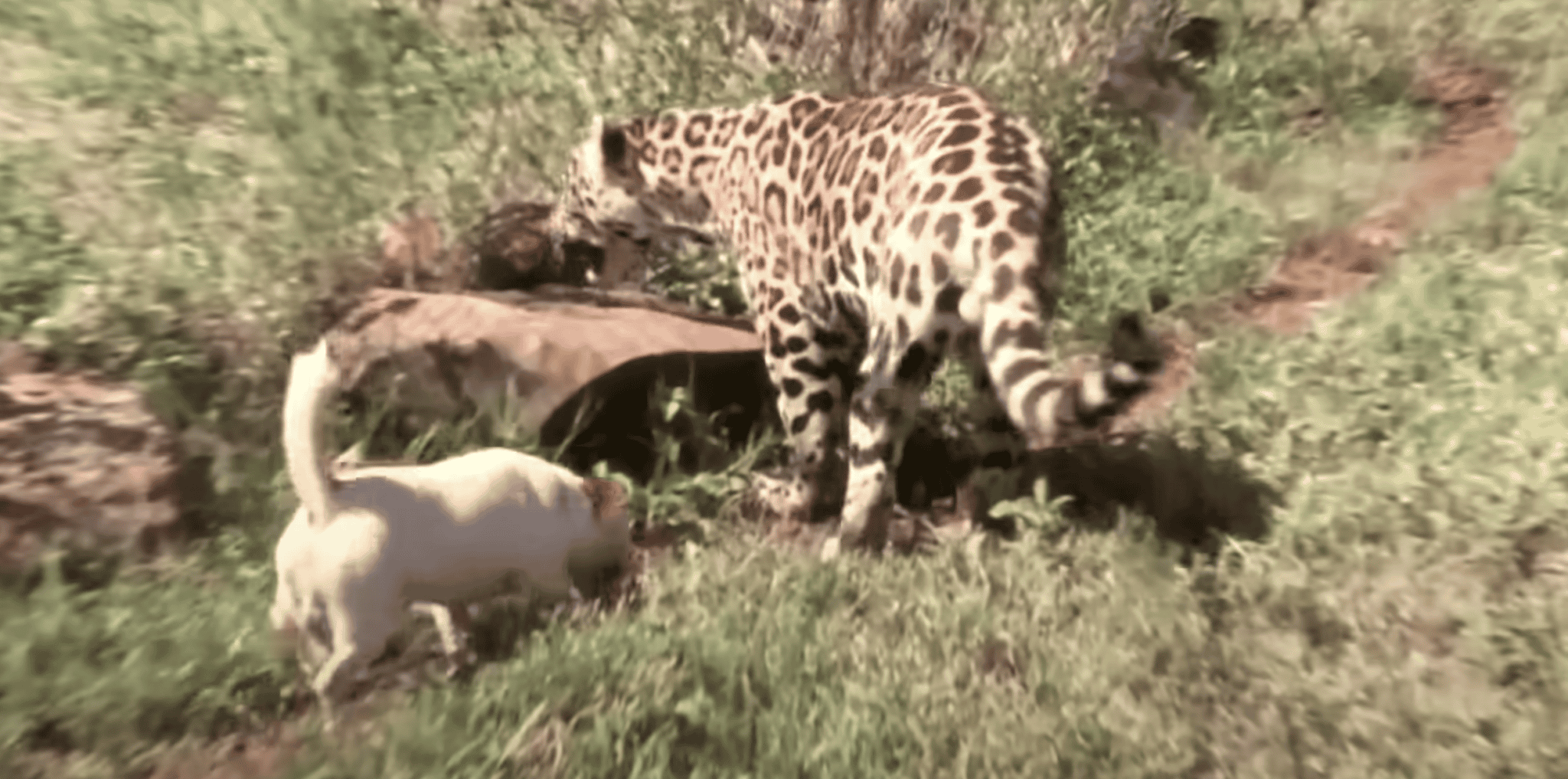 Jaguar Is Dog's New Best Friend - Animals Around The Globe