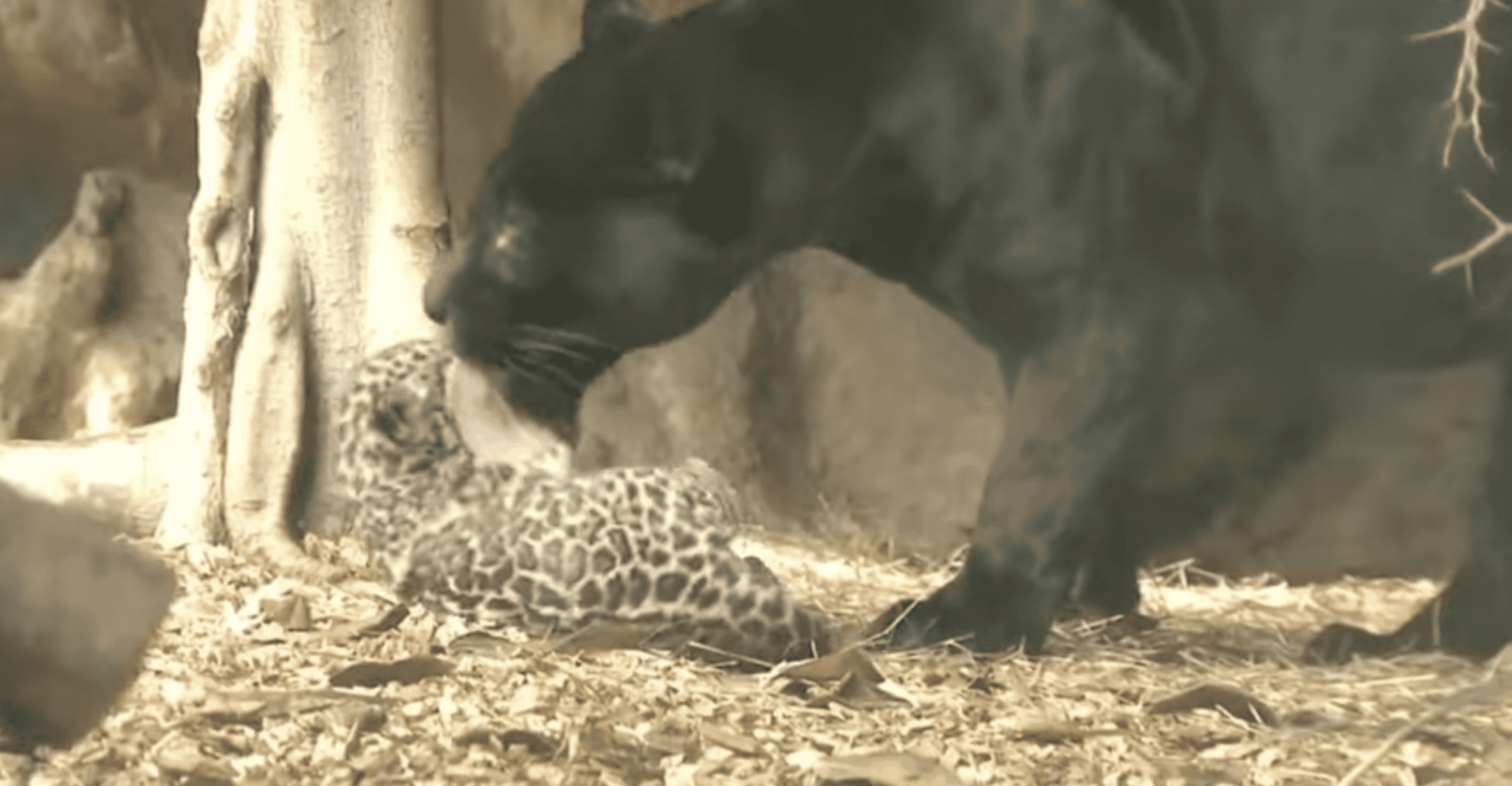 Adorbale Twin Jaguar Cubs Born with Different Coats - Animals Around ...