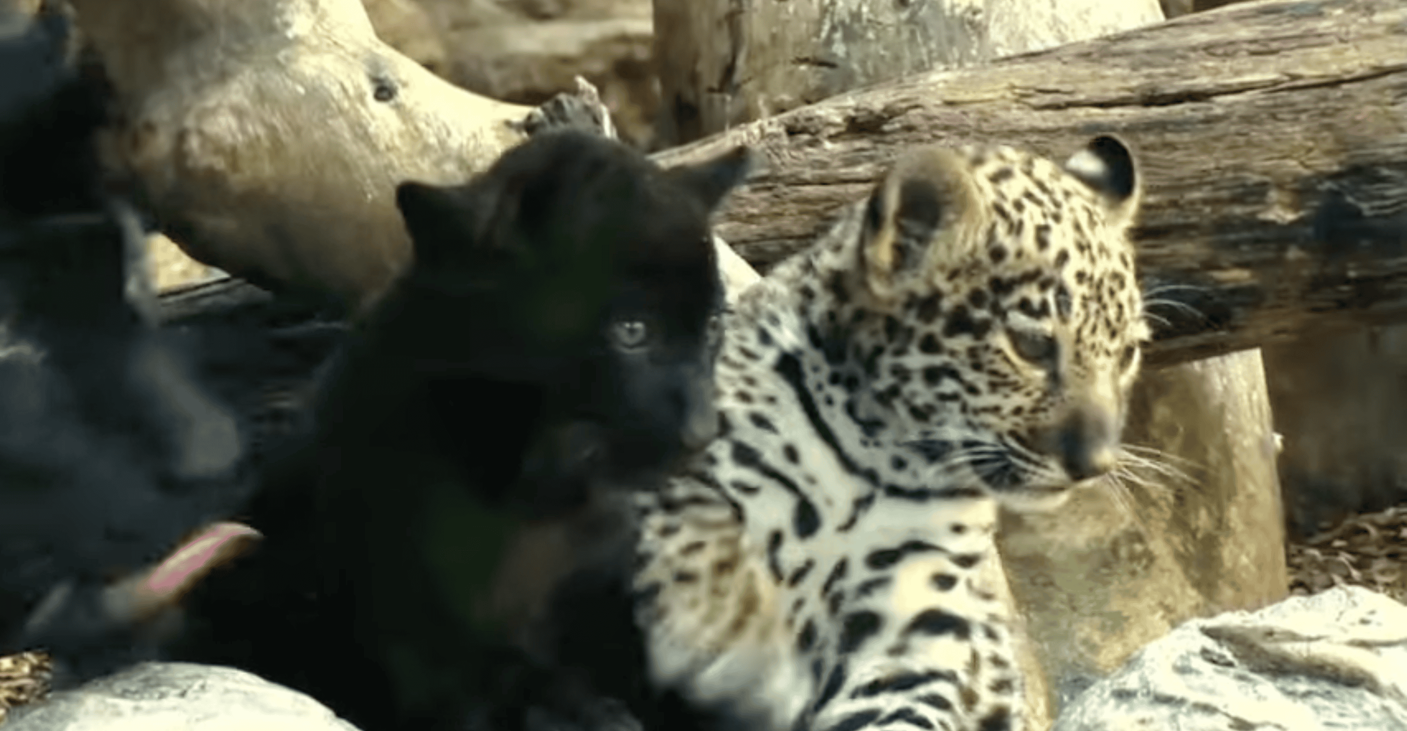 Adorbale Twin Jaguar Cubs Born with Different Coats - Animals Around ...