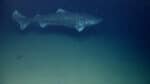 Ancient Greenland Shark Born In The 1600s Still Alive Today - Animals ...