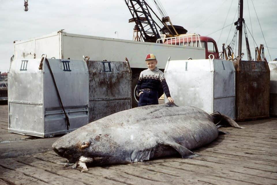 Ancient Greenland Shark Born In The 1600s Still Alive Today - Animals ...
