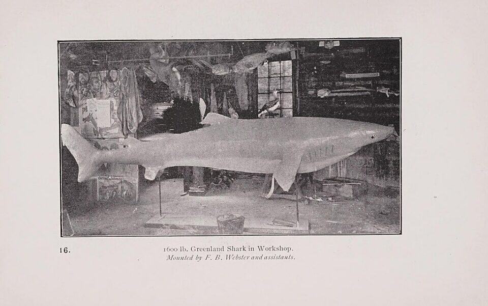 Ancient Greenland Shark Born In The 1600s Still Alive Today - Animals ...