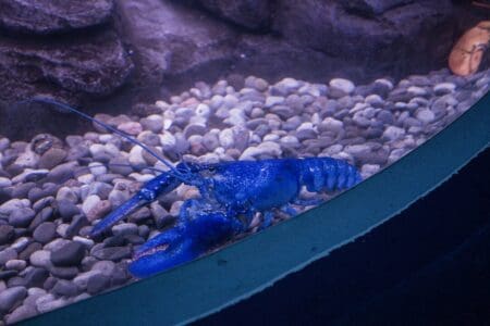 10 Differences Between Maine and Rock Lobsters - Animals Around The Globe